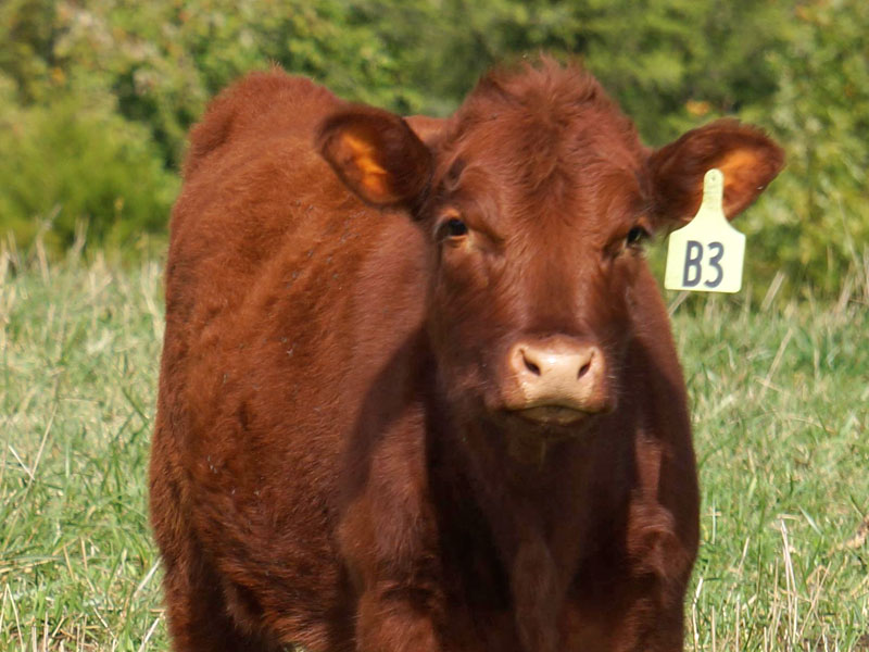 Benefits of Grass-Fed Red Devon Cattle | Ozark Red Devons