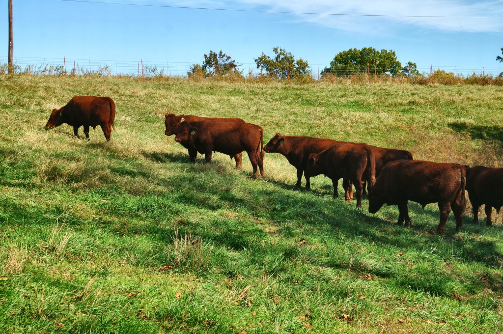 Benefits of Grass-Fed Red Devon Cattle | Ozark Red Devons