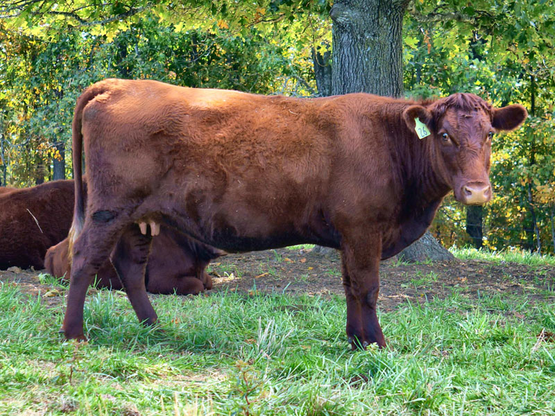 Benefits of Grass-Fed Red Devon Cattle | Ozark Red Devons